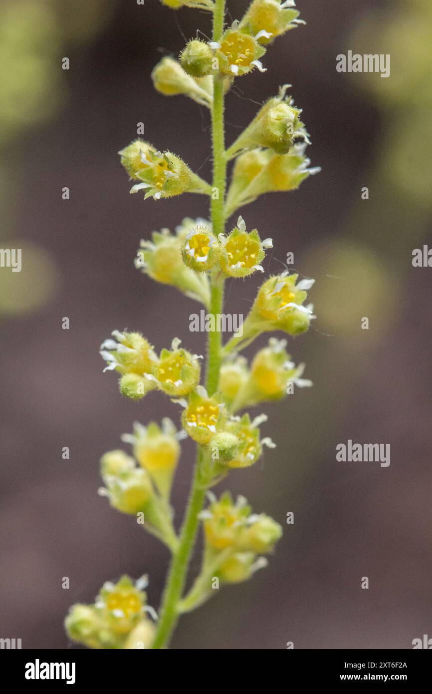 littleleaf alumroot (Heuchera parvifolia) Plantae Stock Photo - Alamy