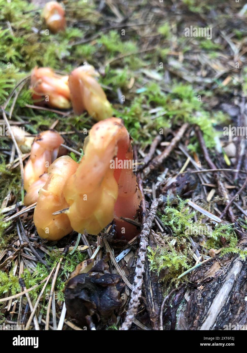 pinesap (Monotropa hypopitys) Plantae Stock Photo - Alamy