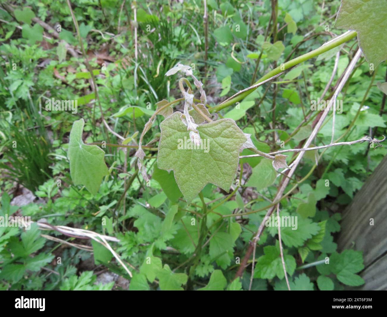 moonseed (Menispermum canadense) Plantae Stock Photo - Alamy