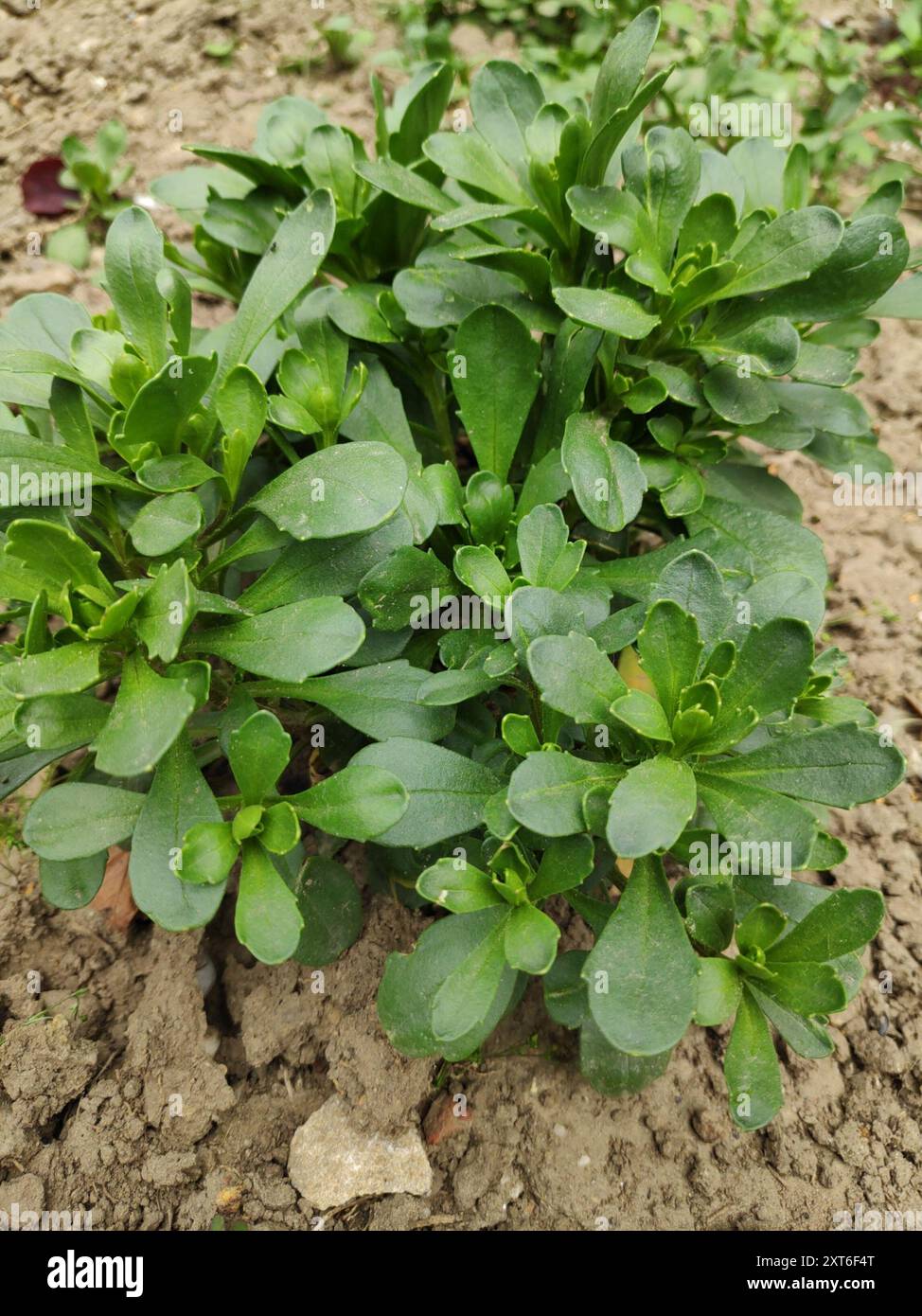 plants (Plantae) Plantae Stock Photo - Alamy