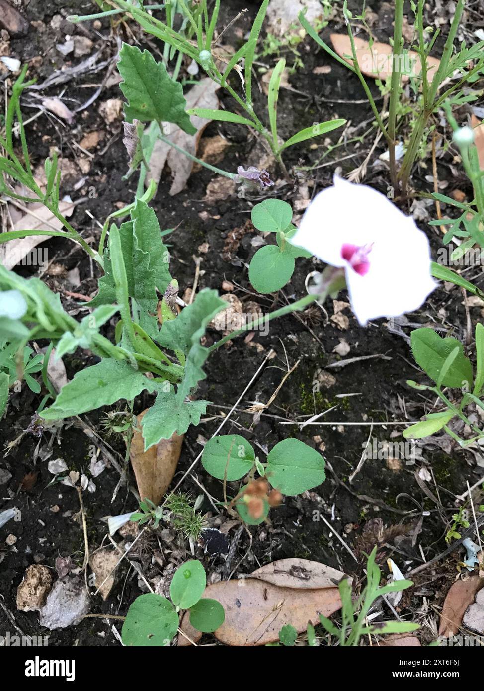 Texas bindweed (Convolvulus equitans) Plantae Stock Photo - Alamy