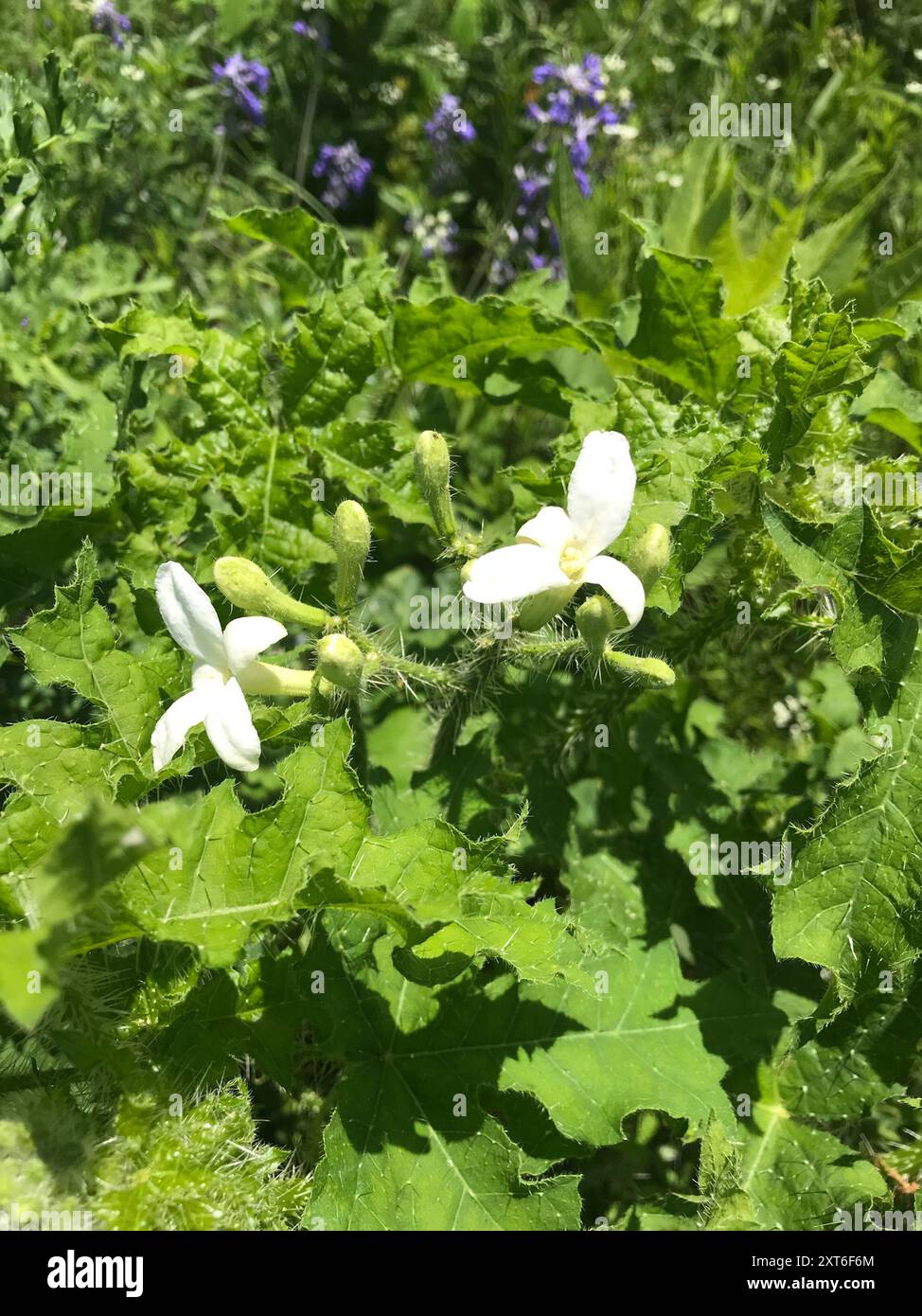 Texas Bull Nettle (Cnidoscolus texanus) Plantae Stock Photo - Alamy