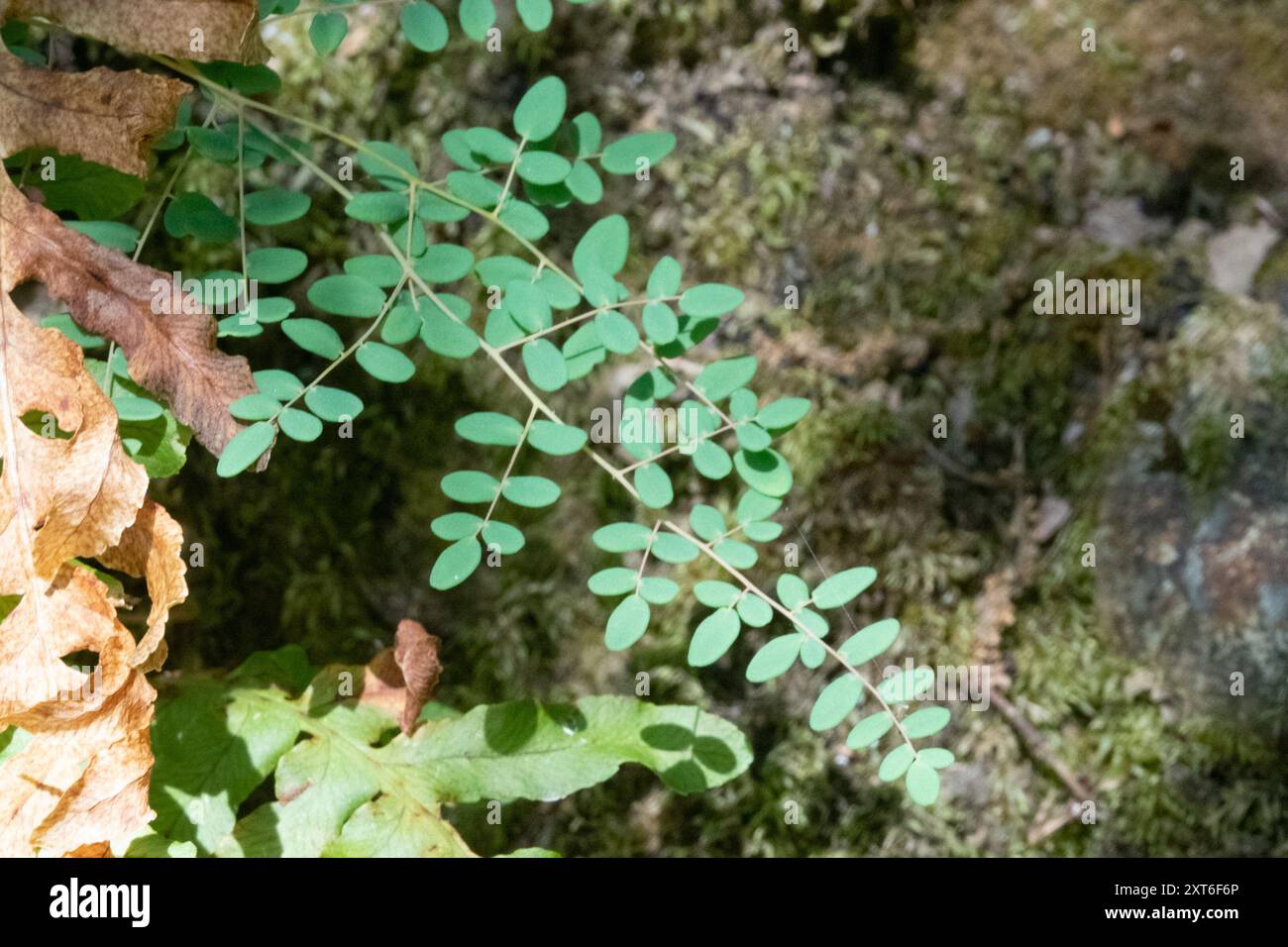 Coffee Fern (Pellaea andromedifolia) Plantae Stock Photo - Alamy
