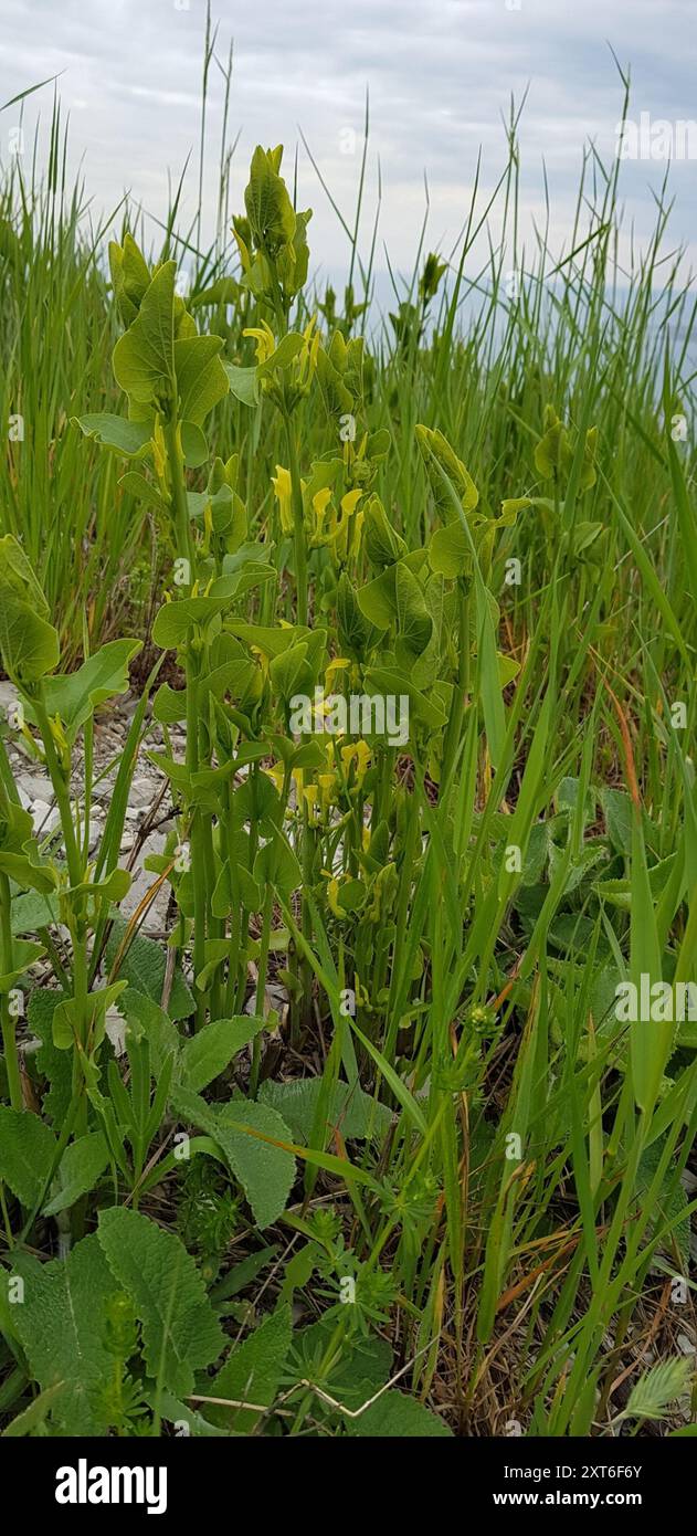 Birthwort (Aristolochia clematitis) Plantae Stock Photo - Alamy