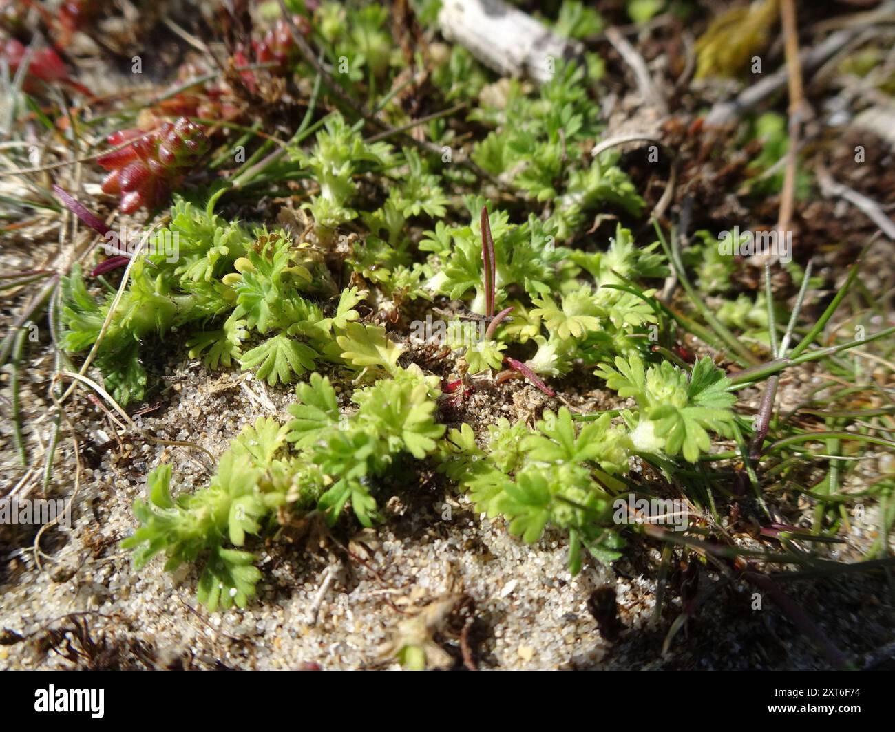 Field Parsley Piert (Alchemilla arvensis) Plantae Stock Photo - Alamy