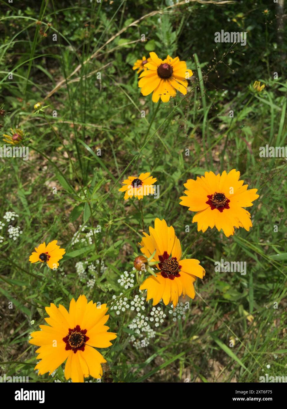 Golden Wave Tickseed (Coreopsis basalis) Plantae Stock Photo - Alamy