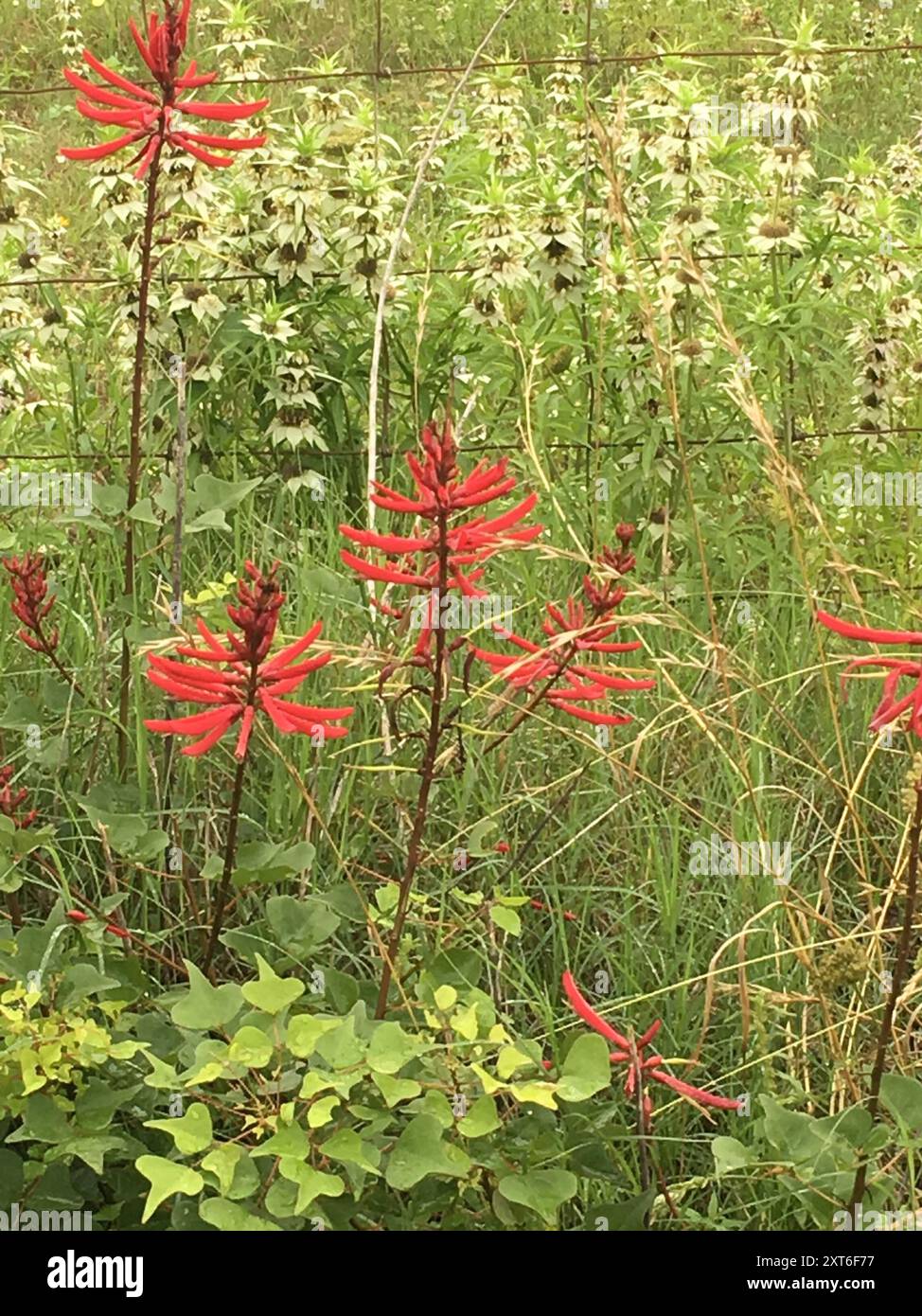Coral trees (Erythrina) Plantae Stock Photo - Alamy