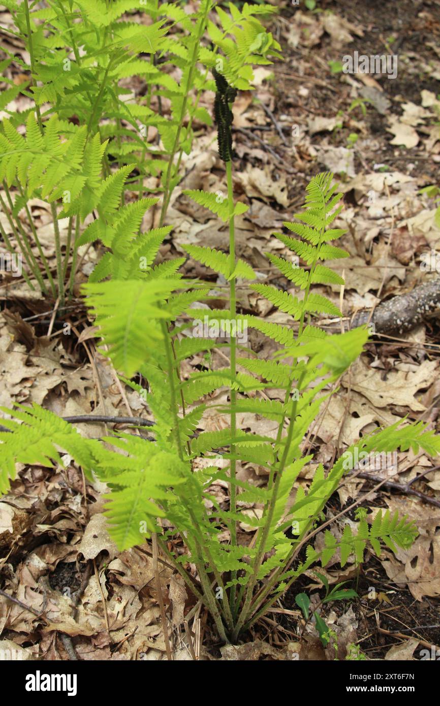 interrupted fern (Osmunda claytoniana) Plantae Stock Photo - Alamy