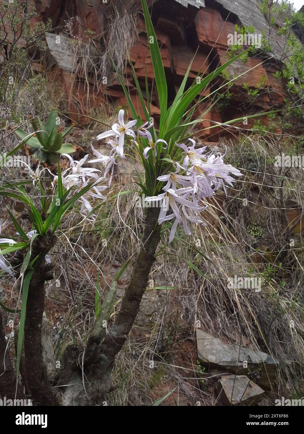 Monkeys Tail (Xerophyta retinervis) Plantae Stock Photo - Alamy