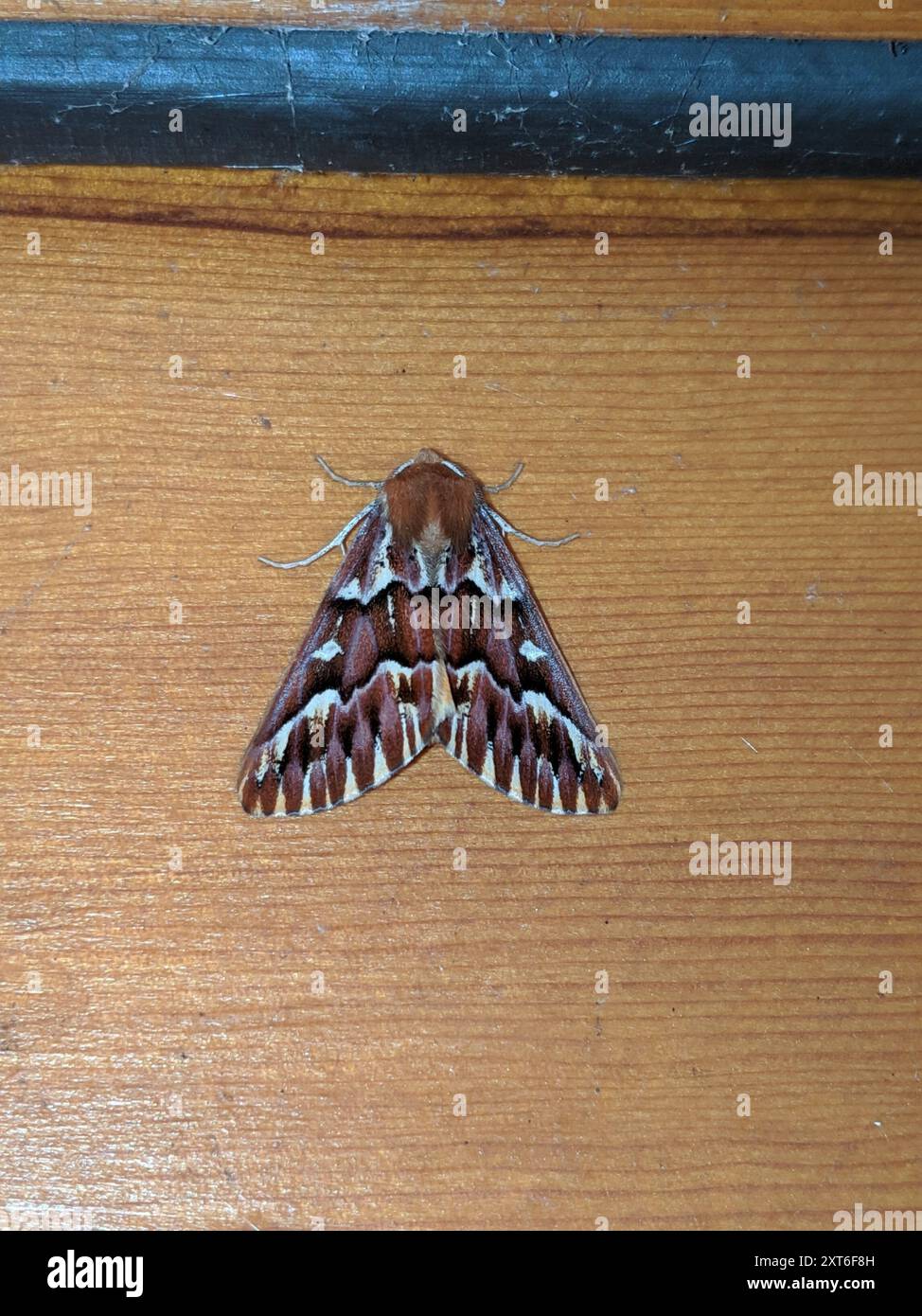 Western Conifer Looper (Caripeta aequaliaria) Insecta Stock Photo - Alamy