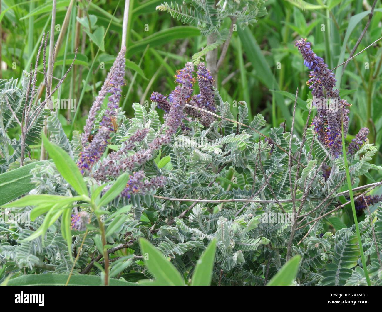 leadplant (Amorpha canescens) Plantae Stock Photo - Alamy