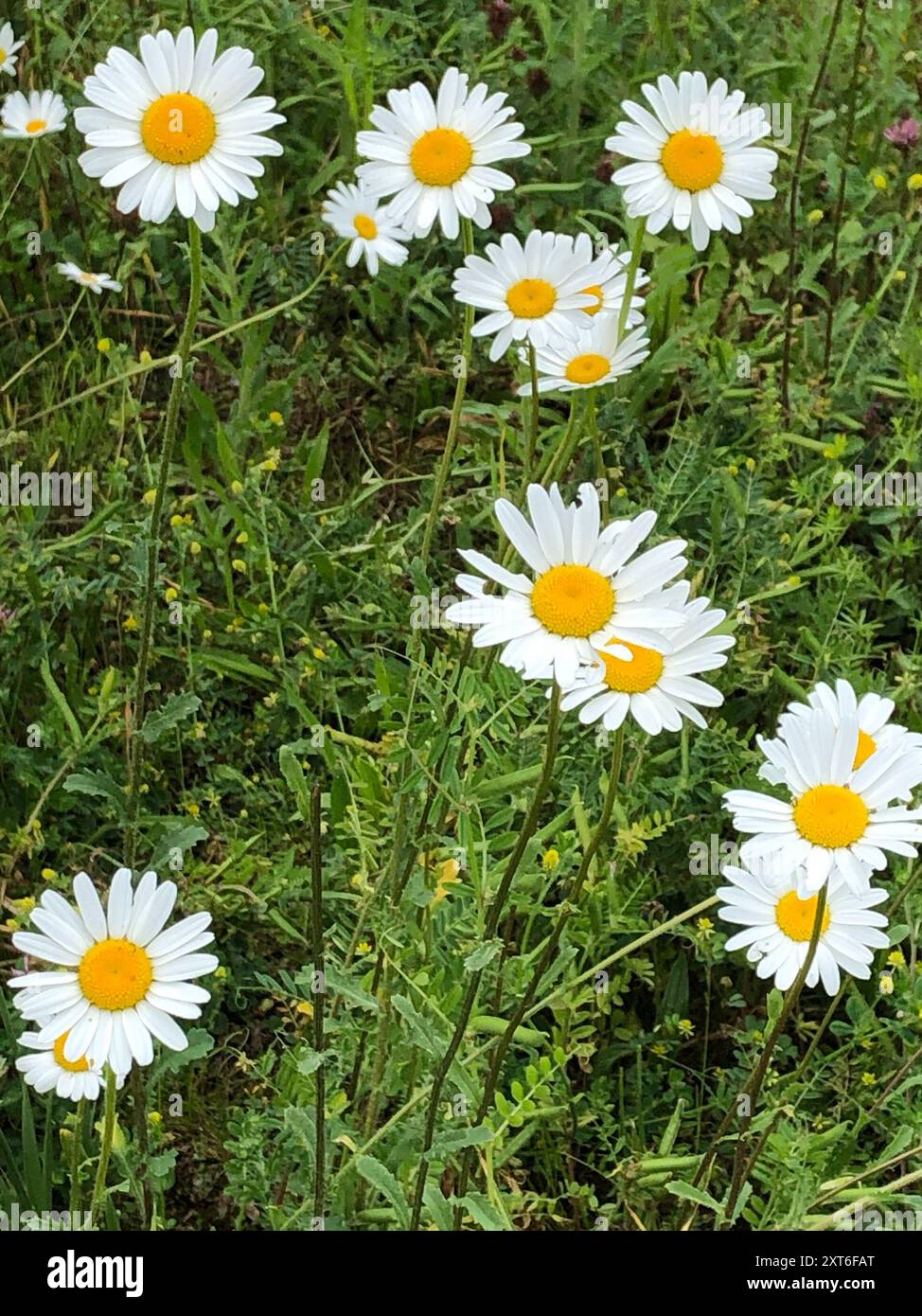 oxeye daisy (Leucanthemum vulgare) Plantae Stock Photo - Alamy