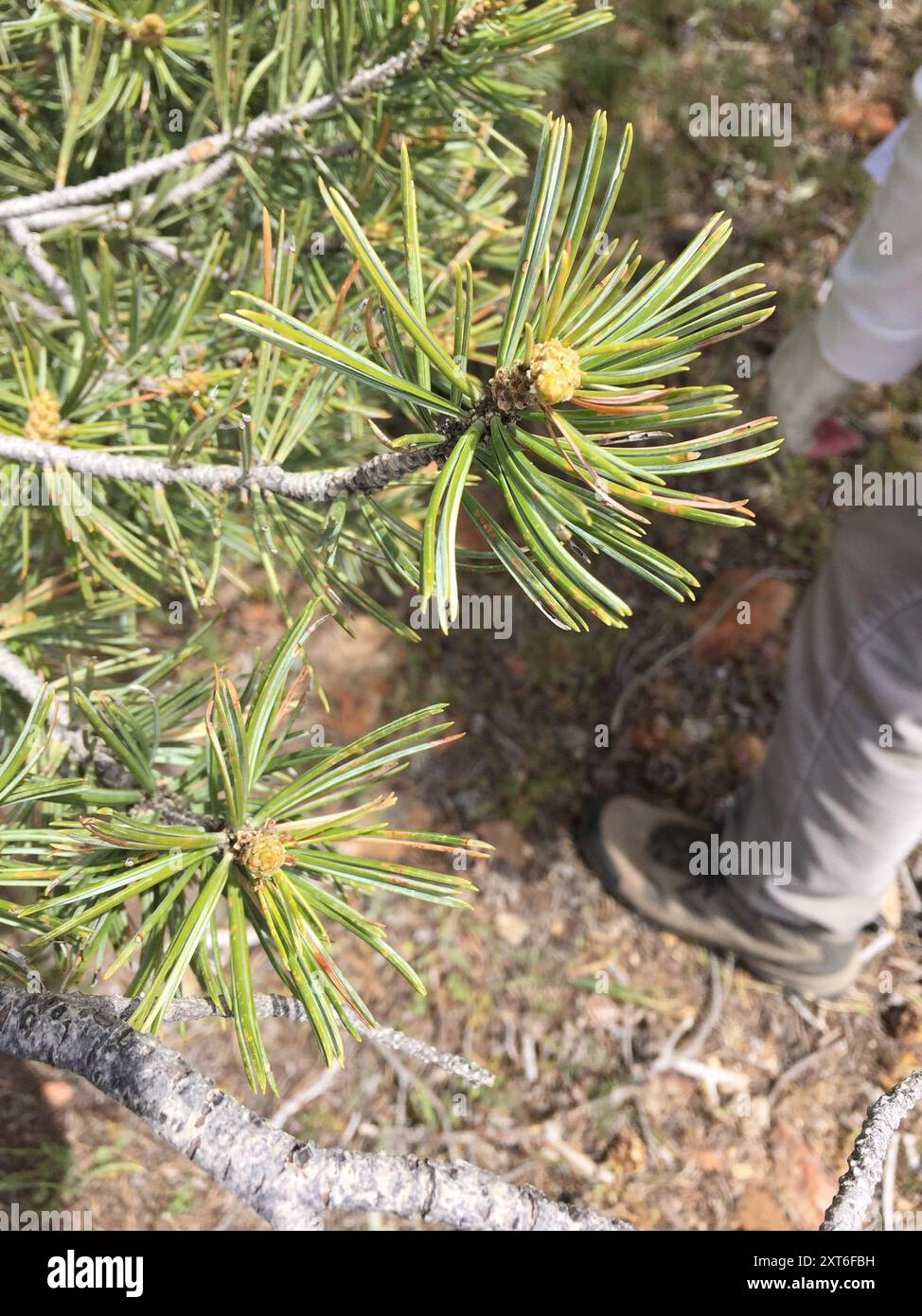 Pinus quadrifolia hi-res stock photography and images - Alamy