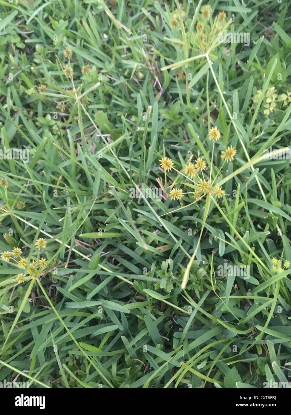 Cyperus croceus hi-res stock photography and images - Alamy