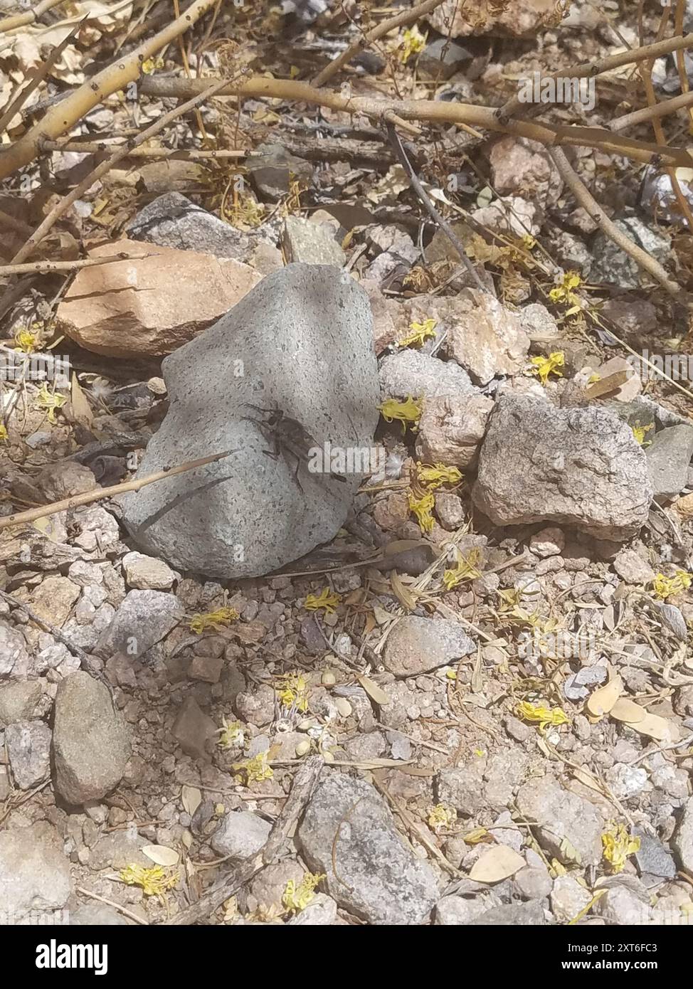 Hammertails (Efferia) Insecta Stock Photo - Alamy