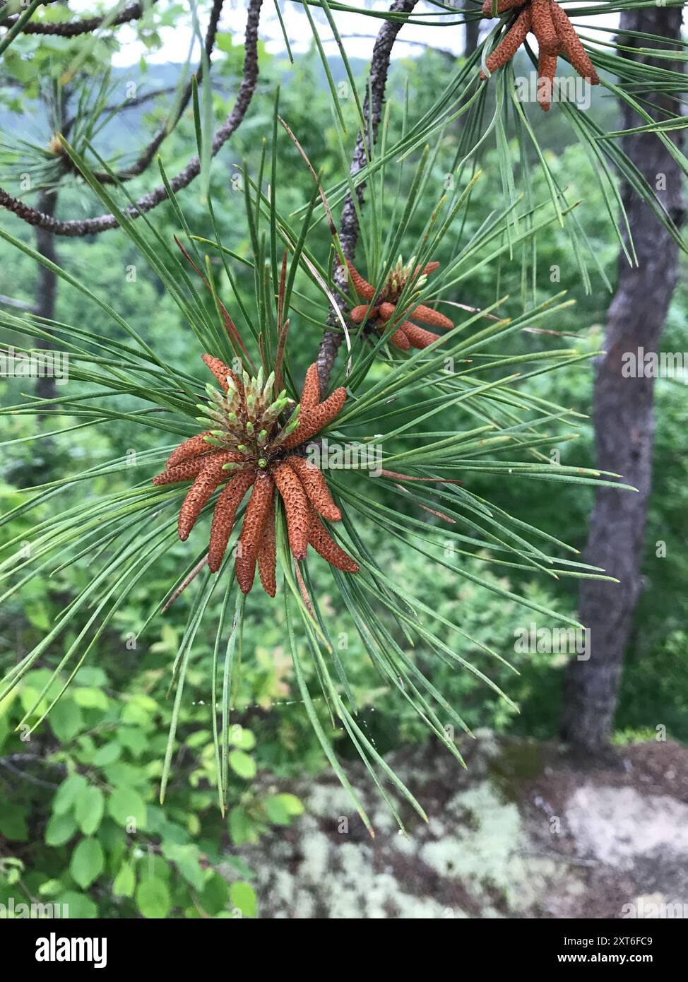pitch pine (Pinus rigida) Plantae Stock Photo - Alamy