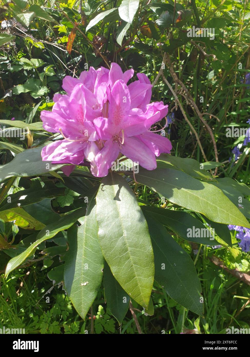 Common Rhododendron (Rhododendron ponticum) Plantae Stock Photo - Alamy
