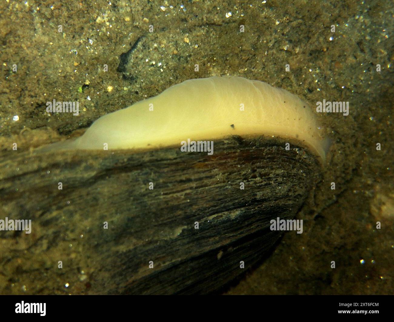 Unio crassus hi-res stock photography and images - Alamy