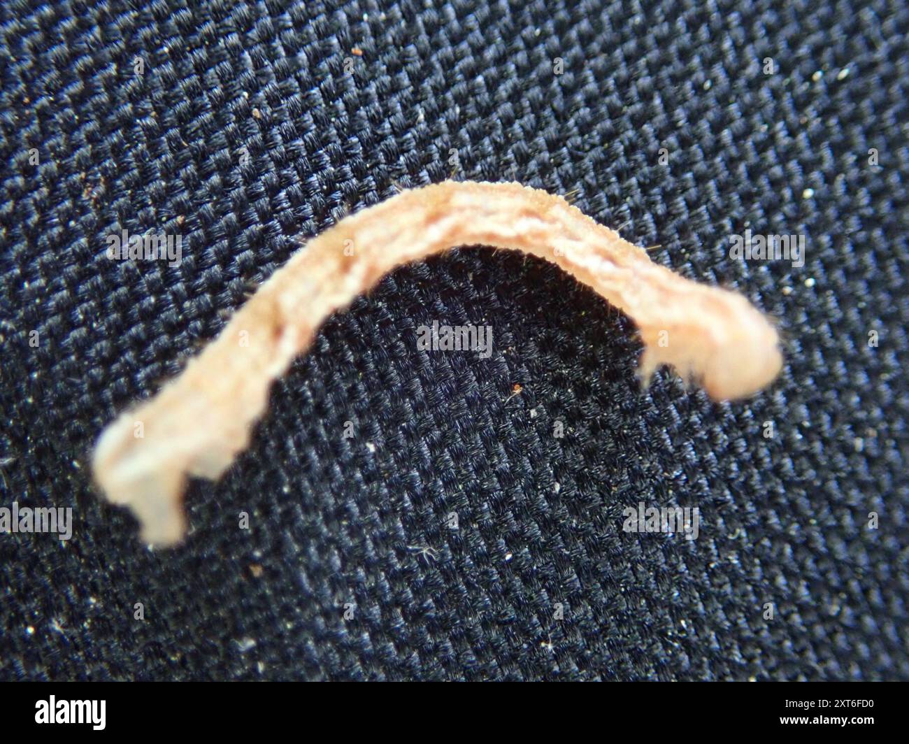 Geometer Moths (Geometridae) Insecta Stock Photo - Alamy