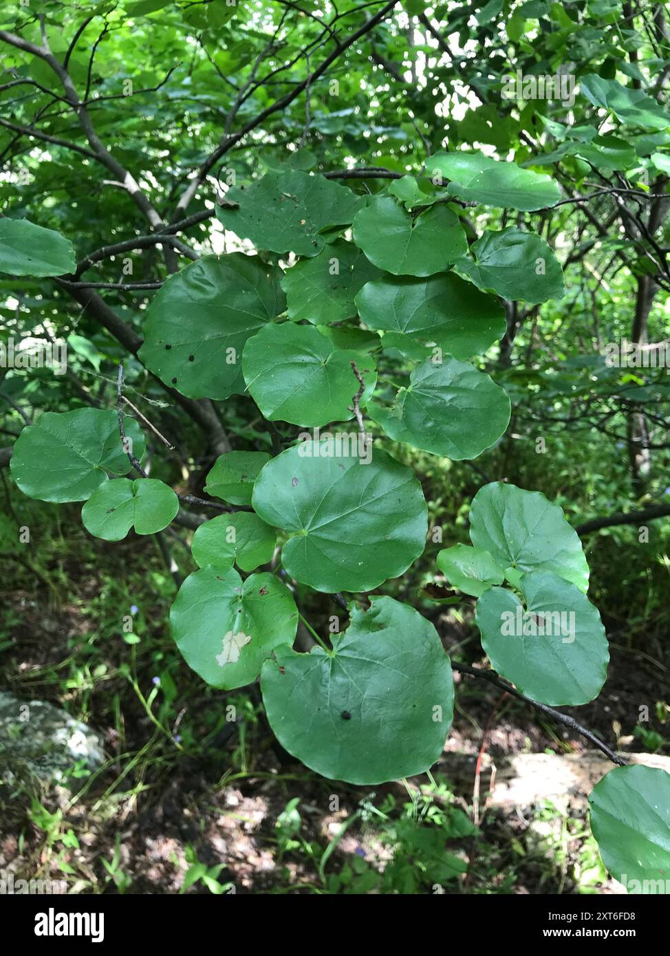 Texas redbud (Cercis canadensis texensis) Plantae Stock Photo - Alamy