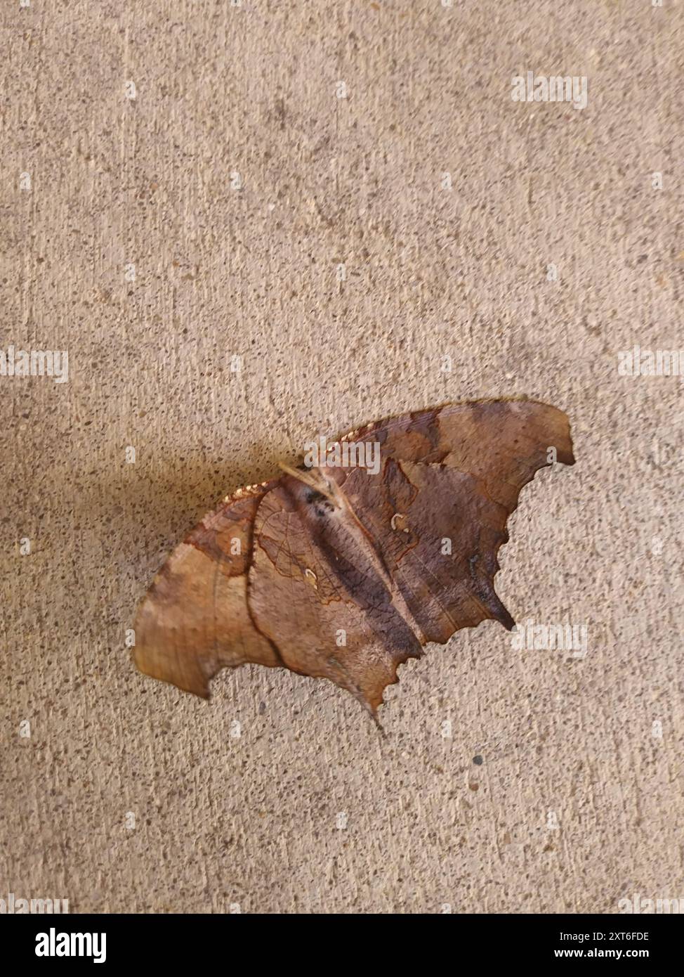 Question Mark (Polygonia interrogationis) Insecta Stock Photo - Alamy
