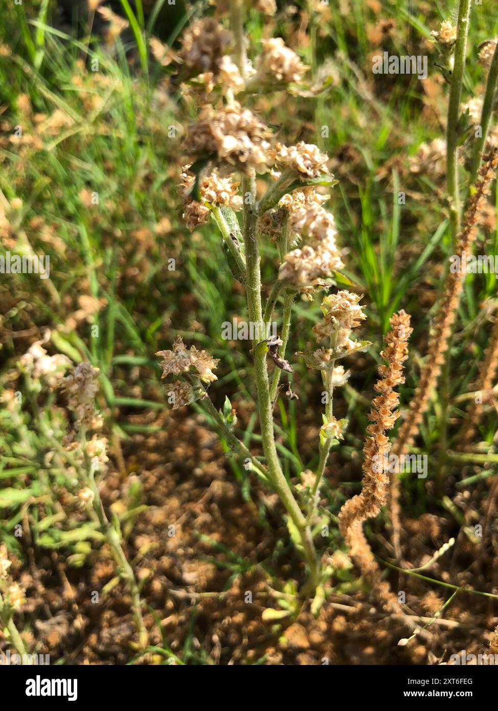 Purple Cudweed (Gamochaeta purpurea) Plantae Stock Photo - Alamy