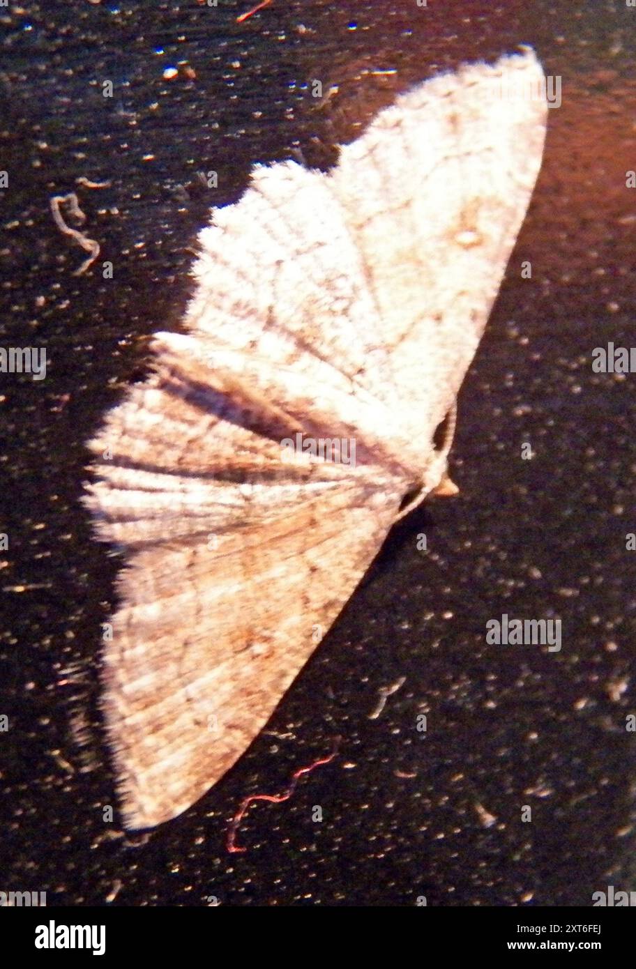 Dwarf Tawny Wave (Cyclophora nanaria) Insecta Stock Photo - Alamy