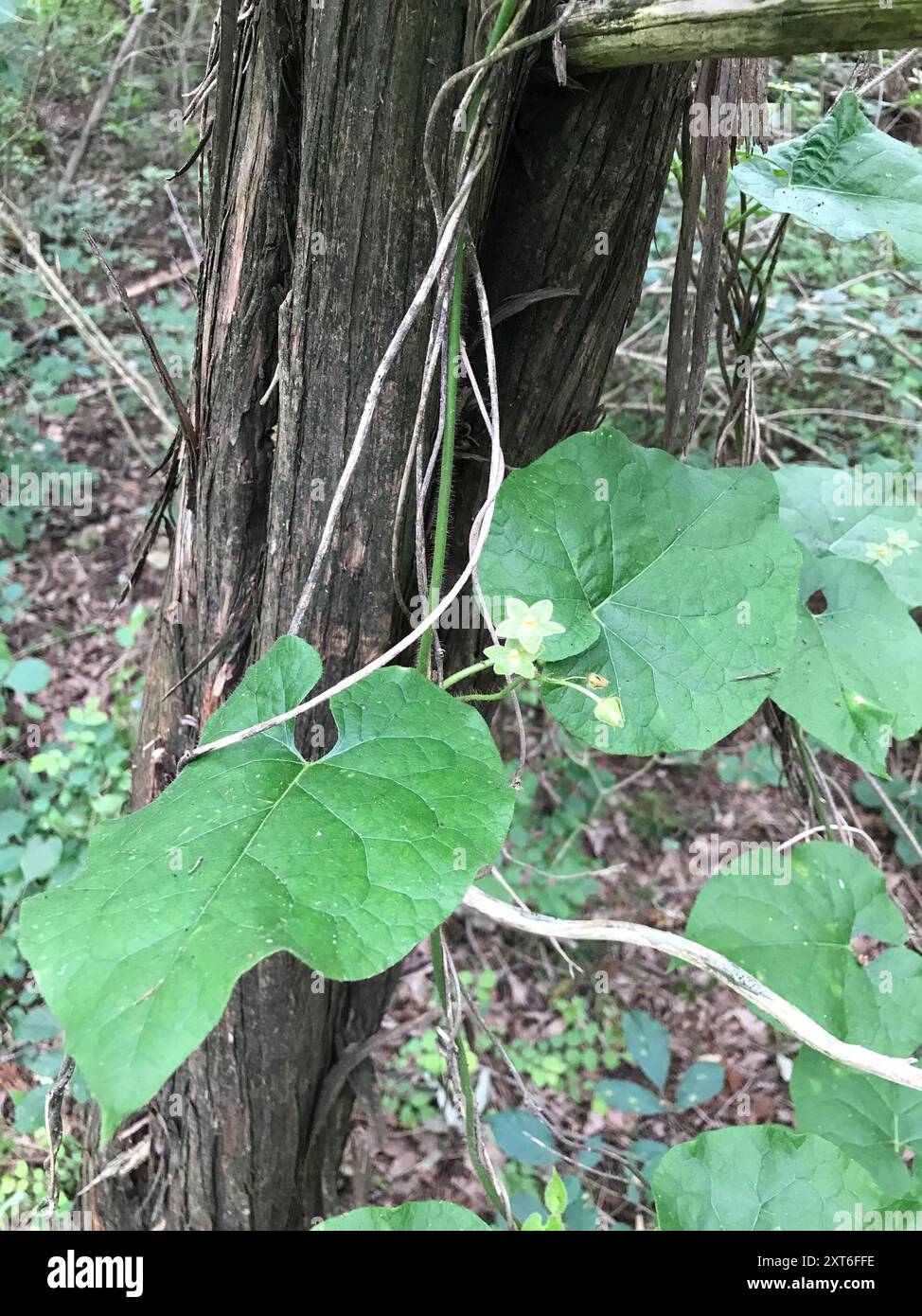 Pearl Milkweed (Matelea reticulata) Plantae Stock Photo - Alamy