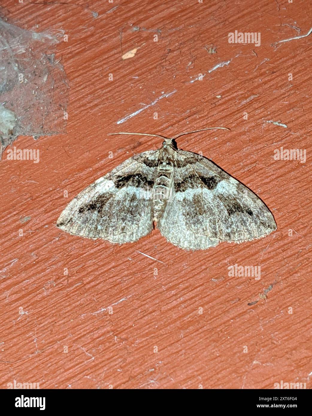 Variable Carpet Moth (Anticlea vasiliata) Insecta Stock Photo - Alamy