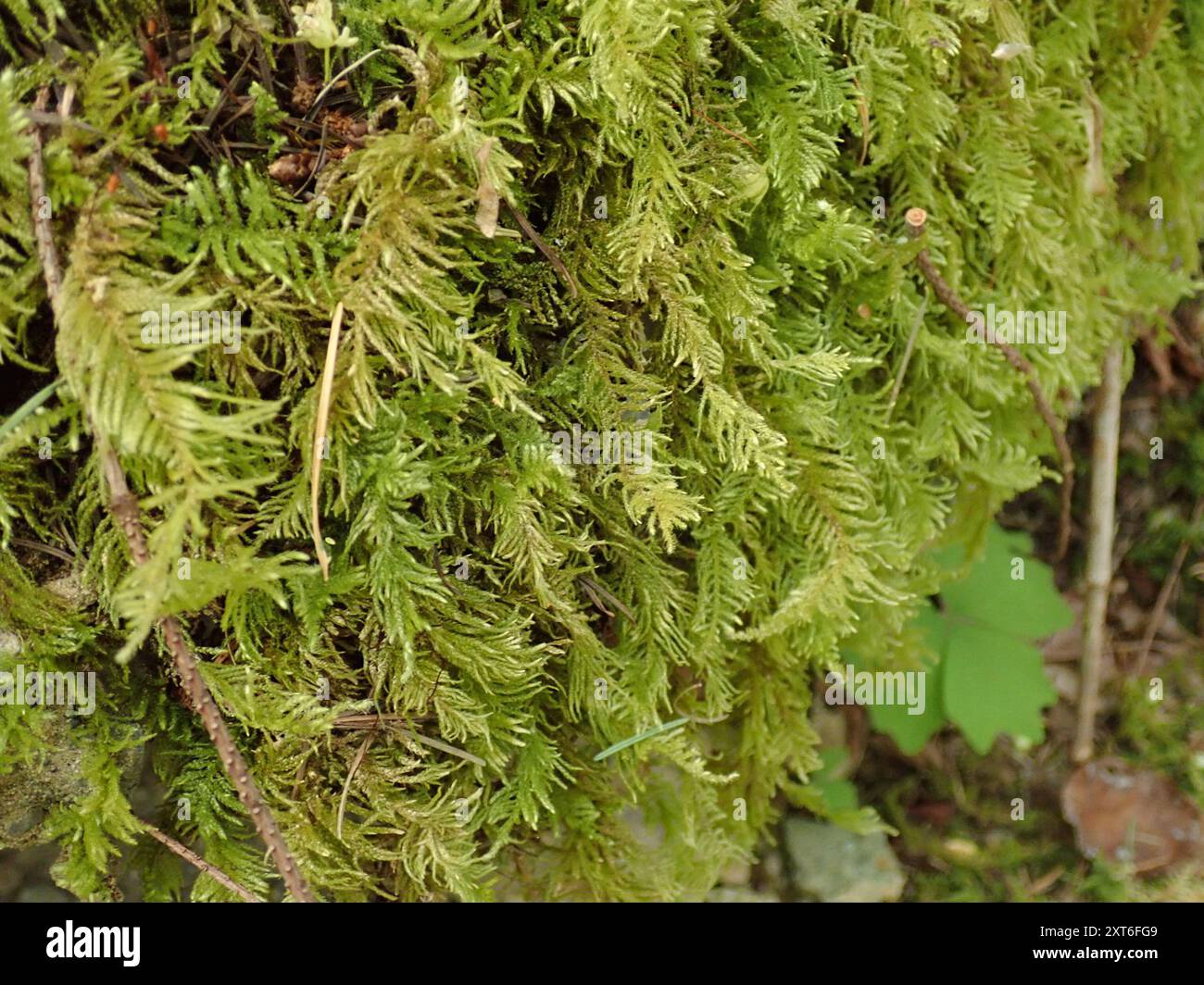 Oregon Beaked Moss (Kindbergia oregana) Plantae Stock Photo - Alamy