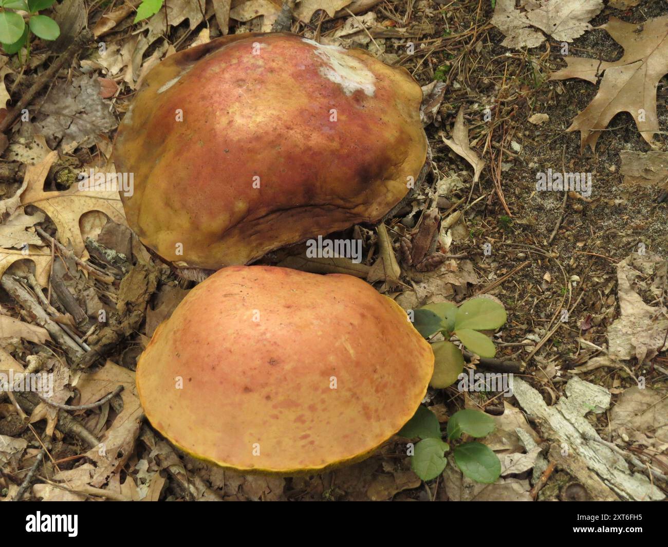 boletes (Boletaceae) Fungi Stock Photo - Alamy