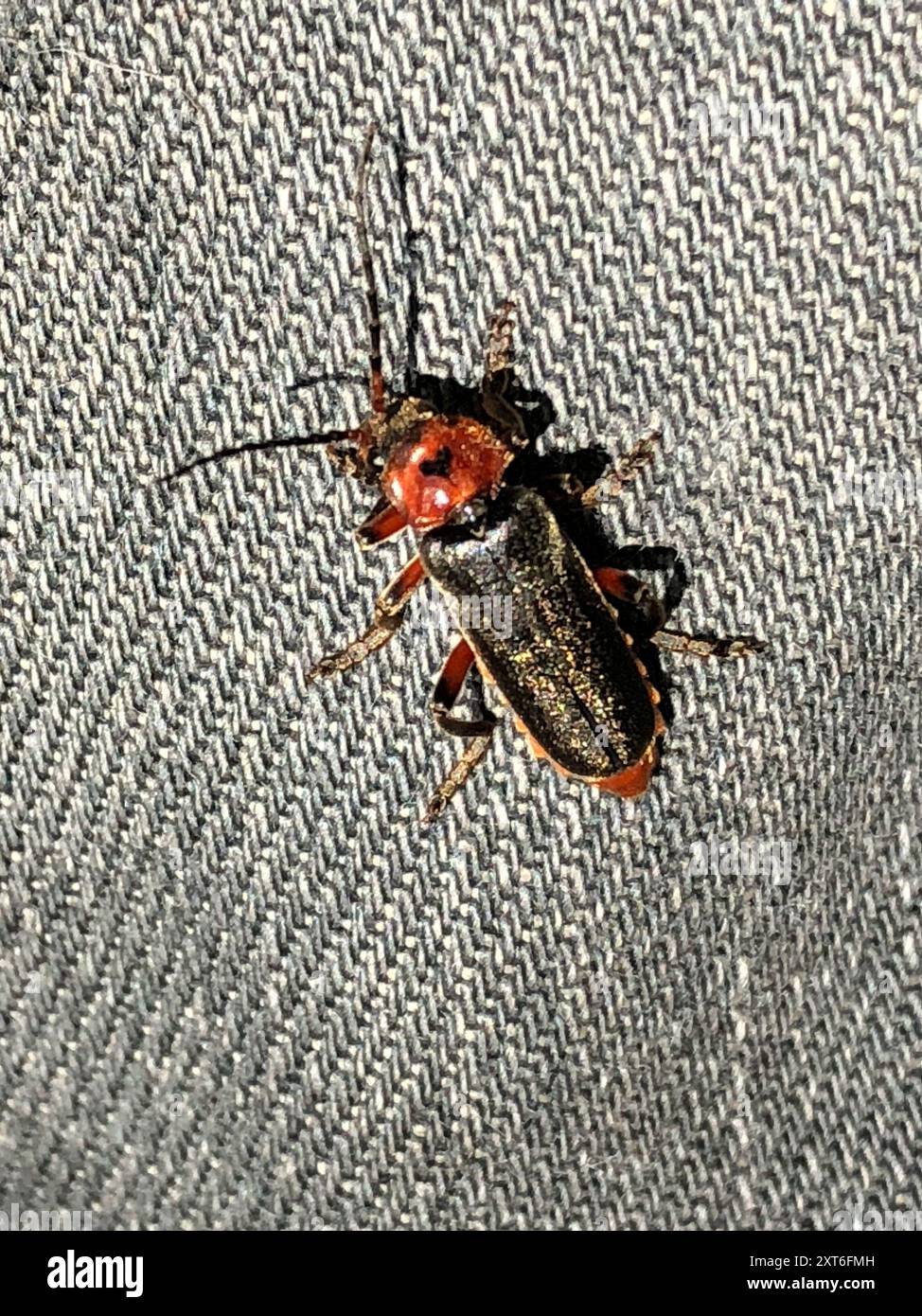 Rustic Sailor Beetle (Cantharis rustica) Insecta Stock Photo - Alamy