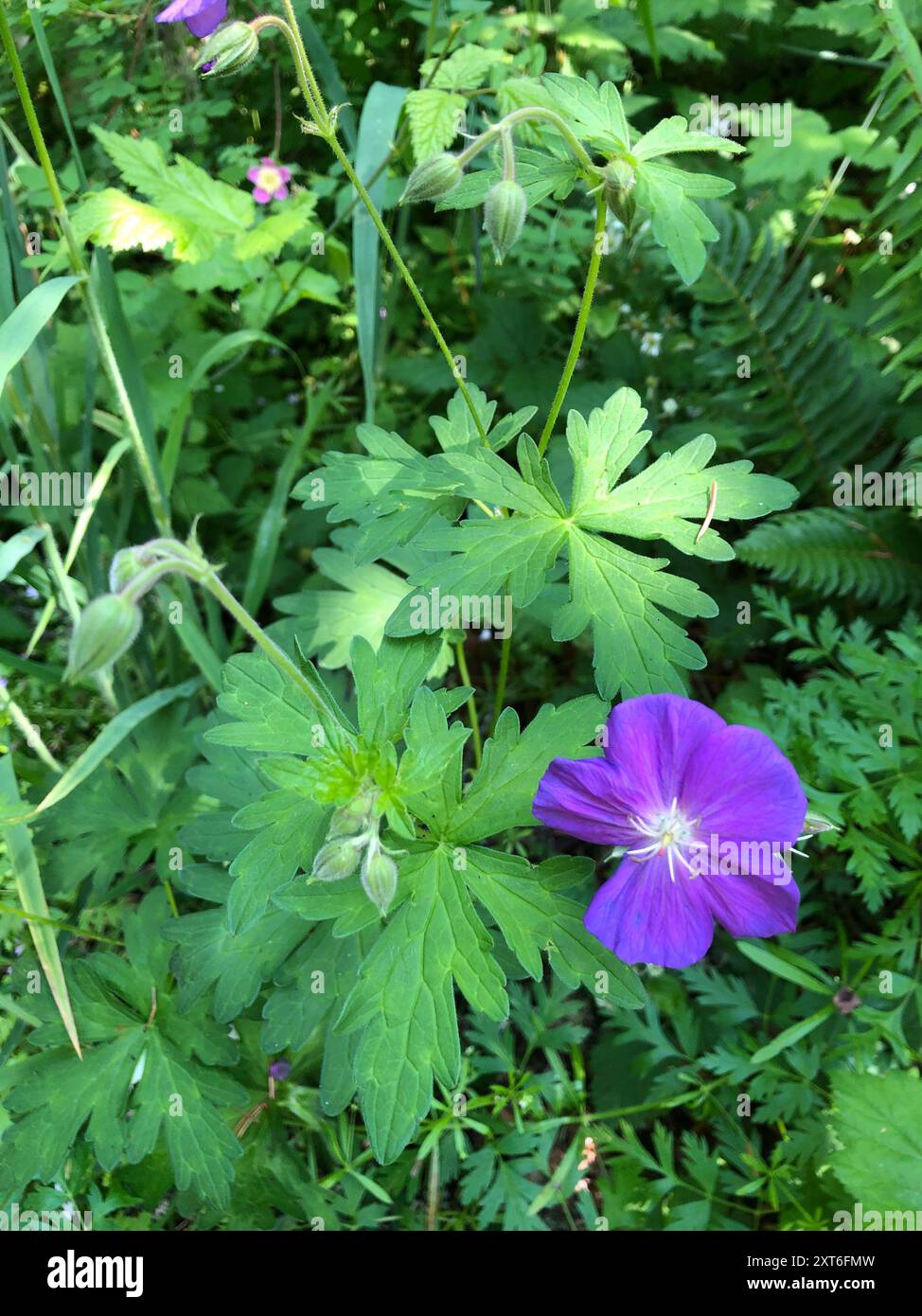 Oregon Crane's-bill (Geranium oreganum) Plantae Stock Photo - Alamy