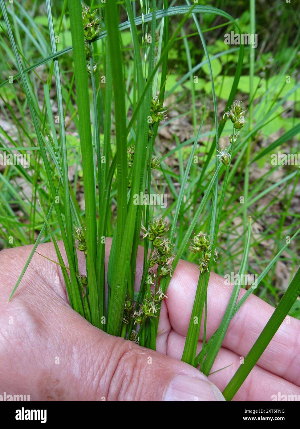 Pill Sedge (Carex pilulifera) Plantae Stock Photo - Alamy