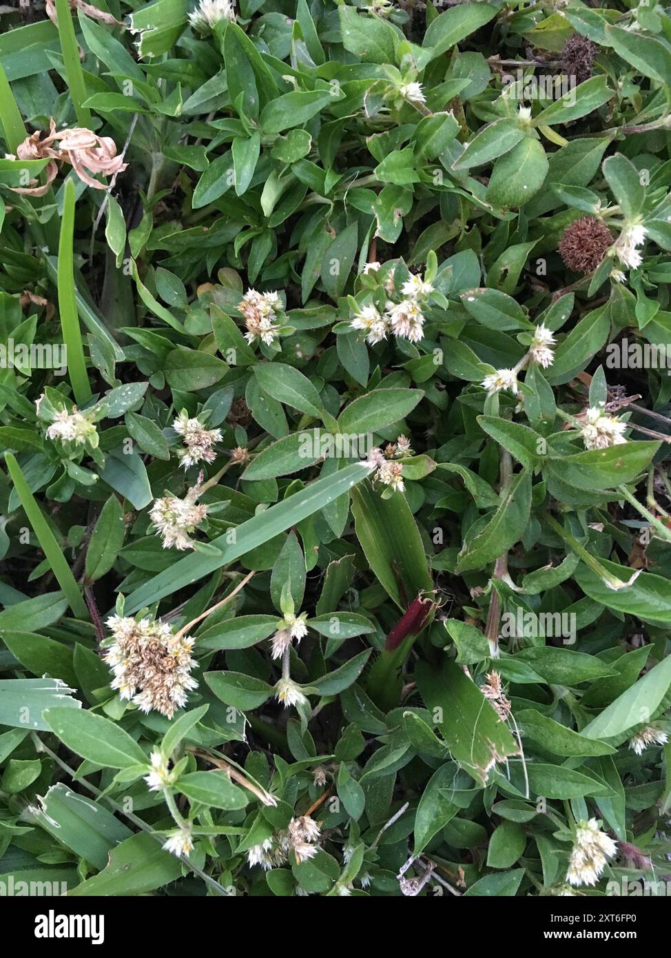 Smooth Joyweed (Alternanthera paronychioides) Plantae Stock Photo - Alamy