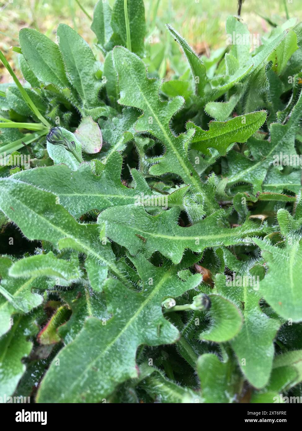 Common Cat's-ear (Hypochaeris radicata) Plantae Stock Photo - Alamy