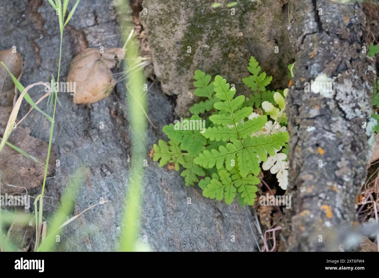goldback fern (Pentagramma triangularis) Plantae Stock Photo - Alamy