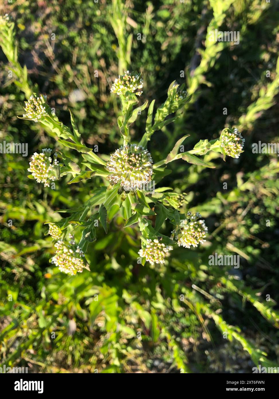 field peppergrass (Lepidium campestre) Plantae Stock Photo - Alamy