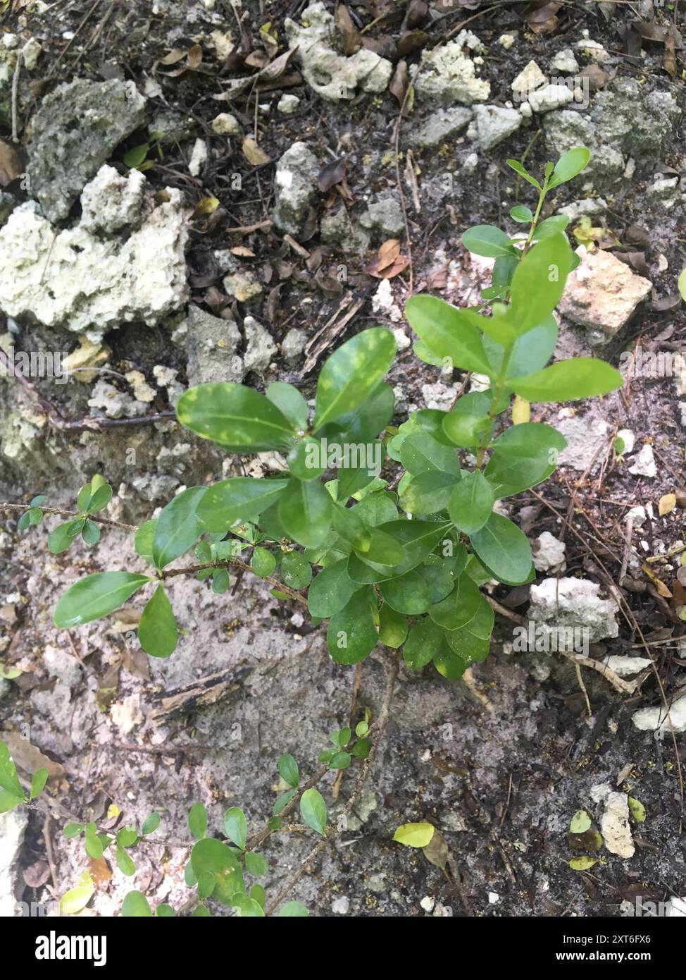 White Indigoberry (Randia aculeata) Plantae Stock Photo - Alamy