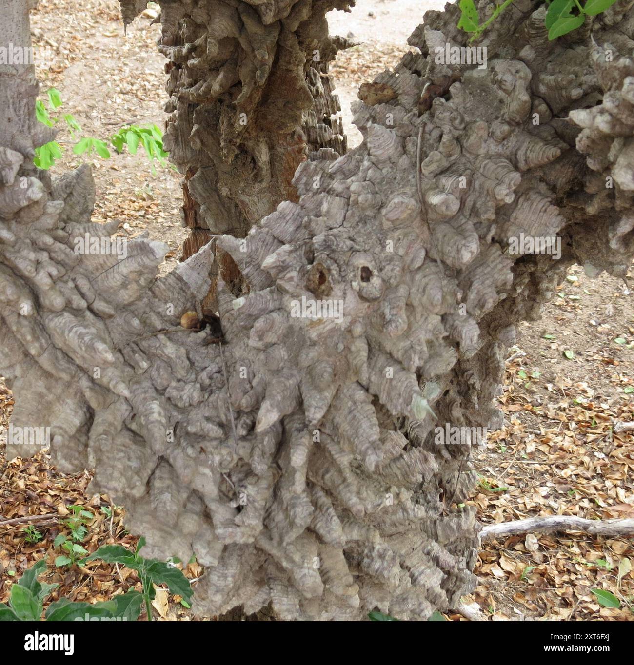 (Ceiba aesculifolia parvifolia) Plantae Stock Photo - Alamy