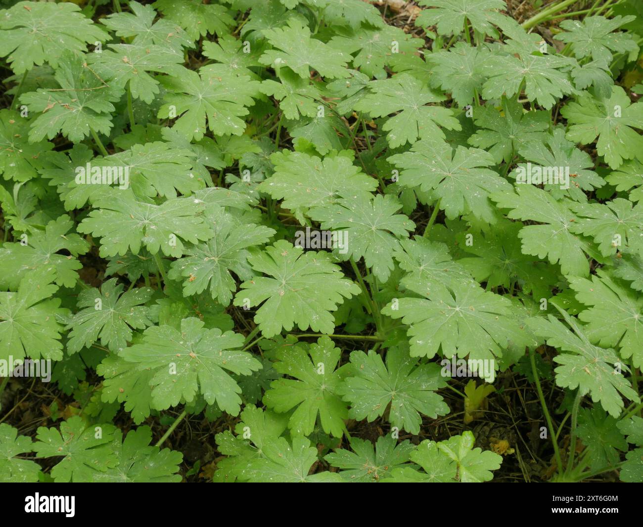 Rock Crane's-bill (Geranium macrorrhizum) Plantae Stock Photo - Alamy