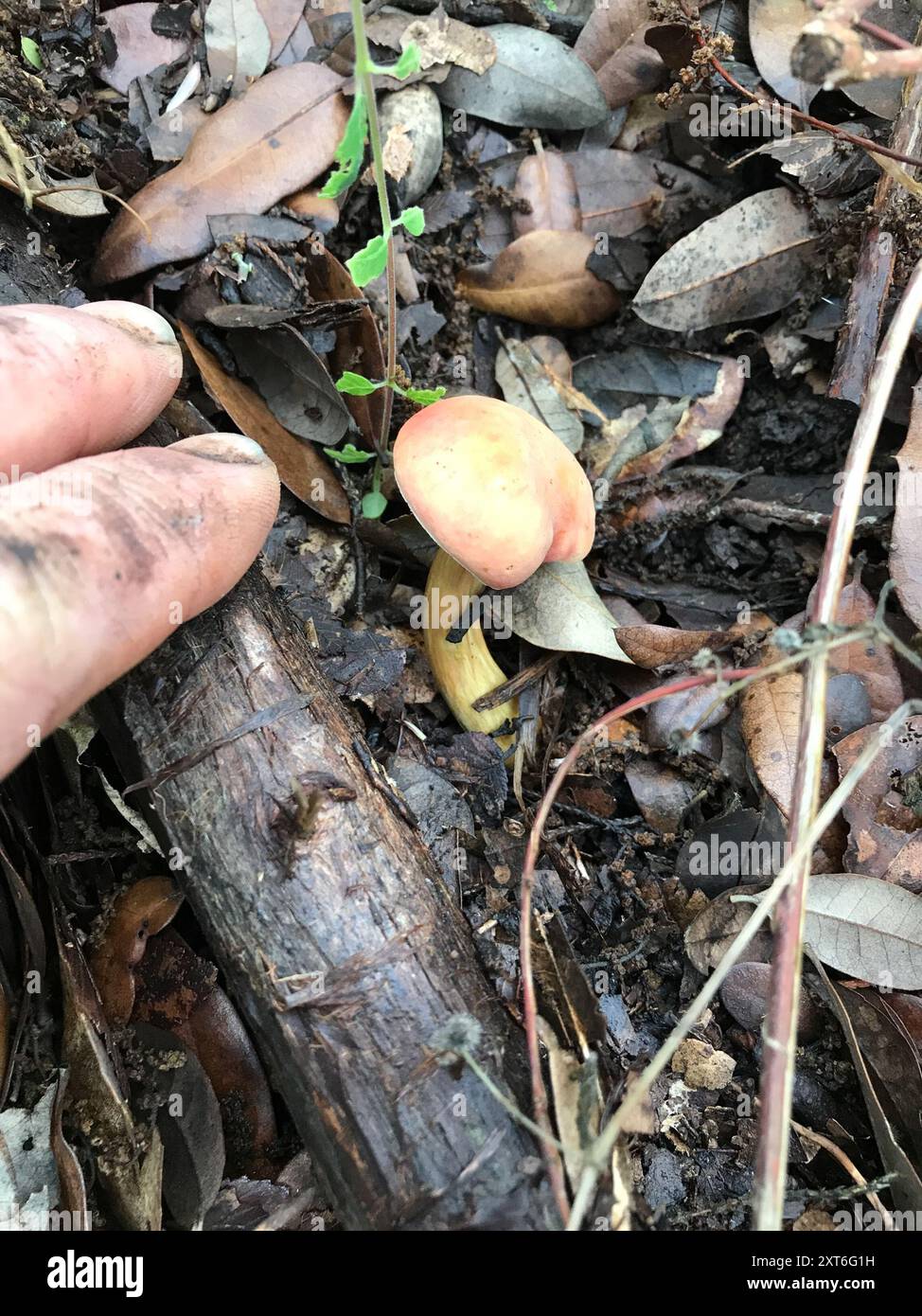 Hortiboletus hi-res stock photography and images - Alamy