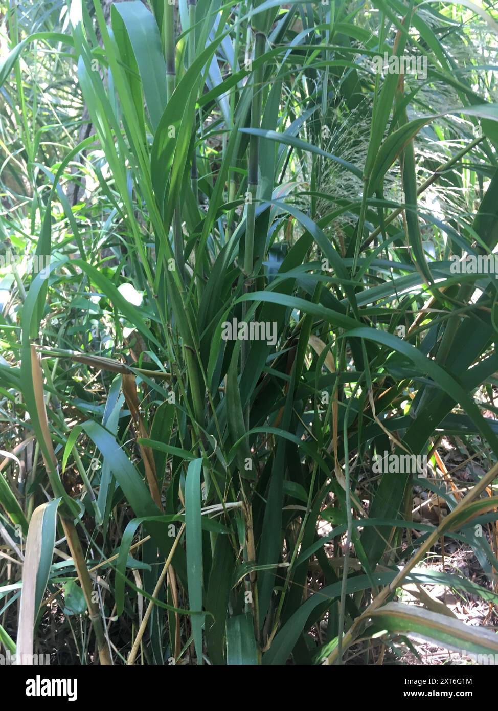 Burma Reed (Neyraudia reynaudiana) Plantae Stock Photo - Alamy