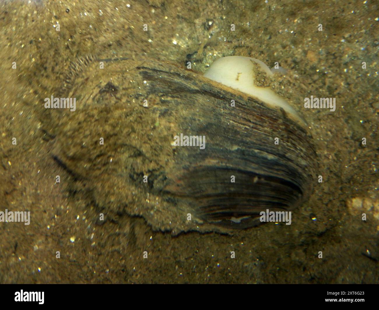 Thick-shelled Mussel (Unio crassus) Mollusca Stock Photo - Alamy