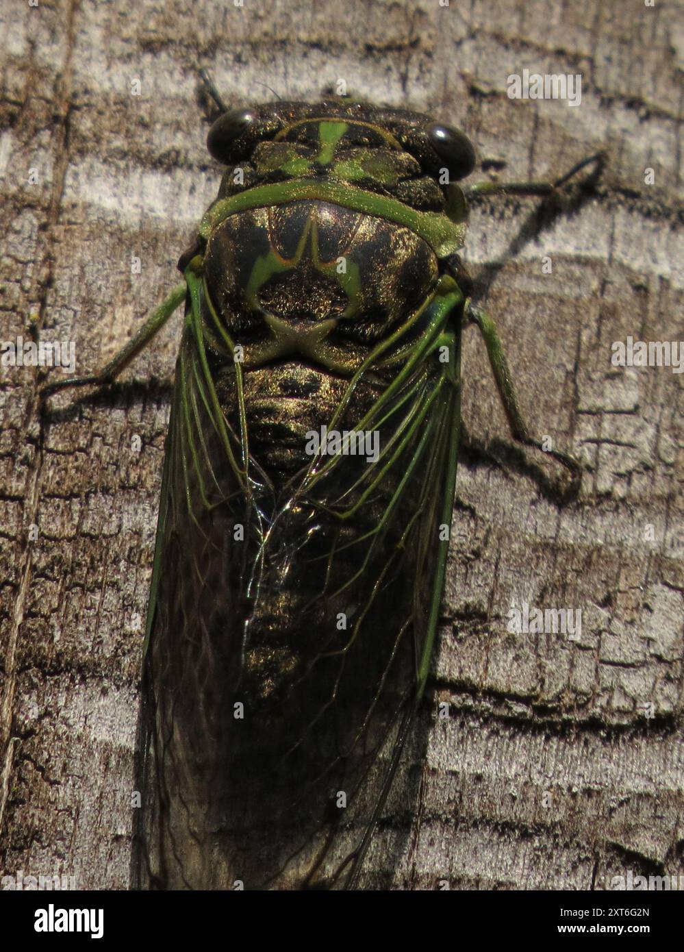 Northern Dog-day Cicada (Neotibicen canicularis) Insecta Stock Photo ...