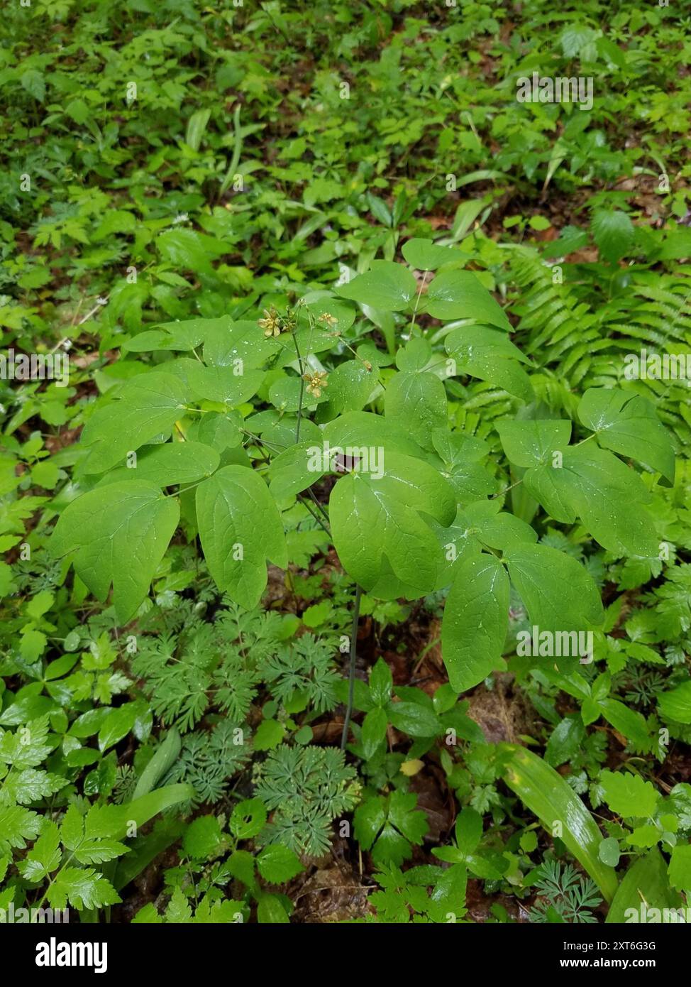 blue cohosh (Caulophyllum thalictroides) Plantae Stock Photo - Alamy