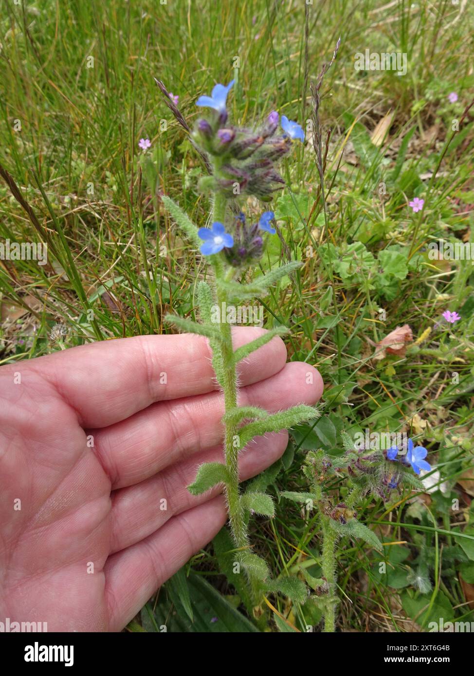 small bugloss (Anchusa arvensis) Plantae Stock Photo - Alamy