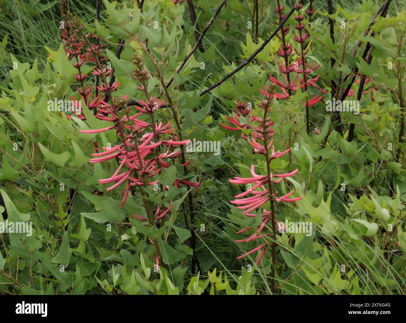Coral Bean (Erythrina herbacea) Plantae Stock Photo - Alamy