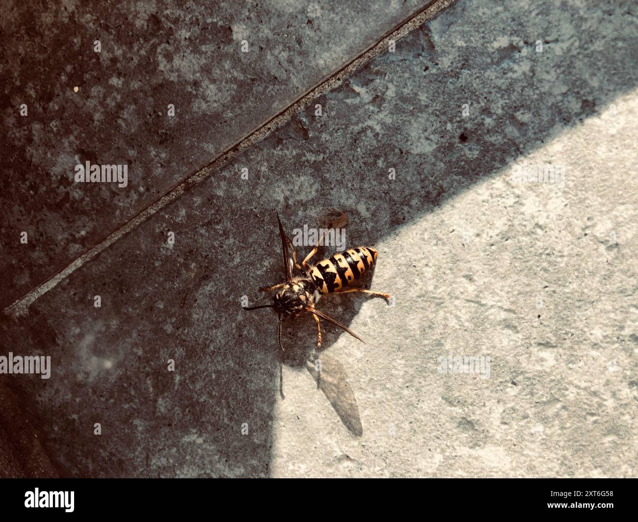 Hornets and Yellowjackets (Vespinae) Insecta Stock Photo - Alamy