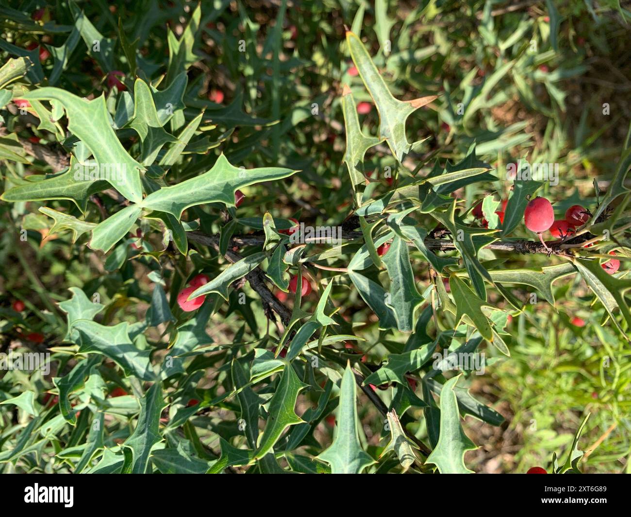 Agarita (Berberis trifoliolata) Plantae Stock Photo - Alamy